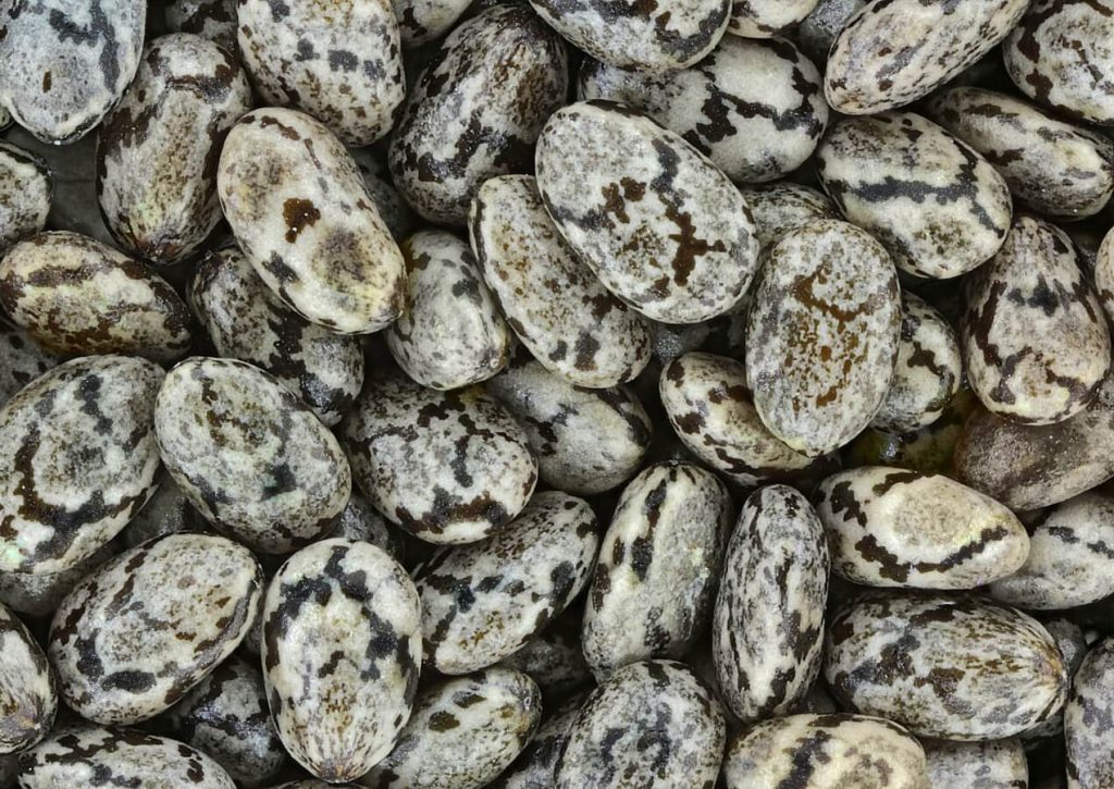 Alles wat je wil weten over chiazaad - Superfood4Me